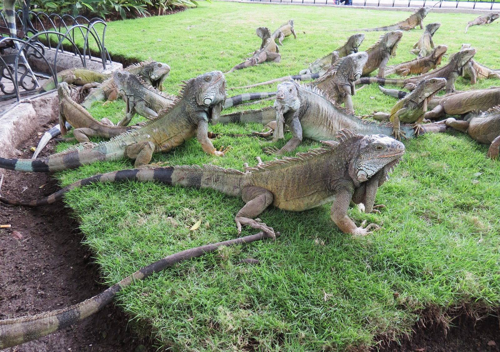 Holes in My Soles: Marine Iguana: Evolution of species.