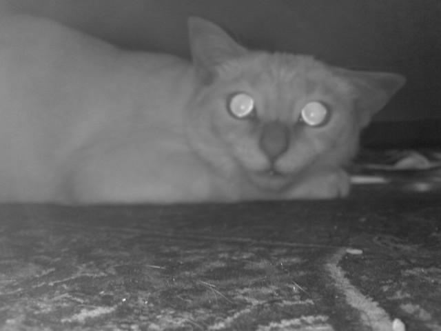BLCKDGRD 2011 07 03 blckdgrd-2011-07-03