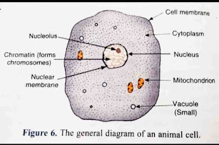 NCERT Solutions for Class 8 Science Chapter 8 Cell Structure and Functions