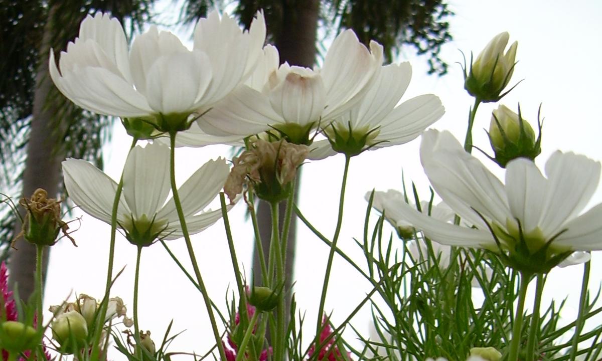 Kisah Bunga Putih yang Indah - Sang Pemenang