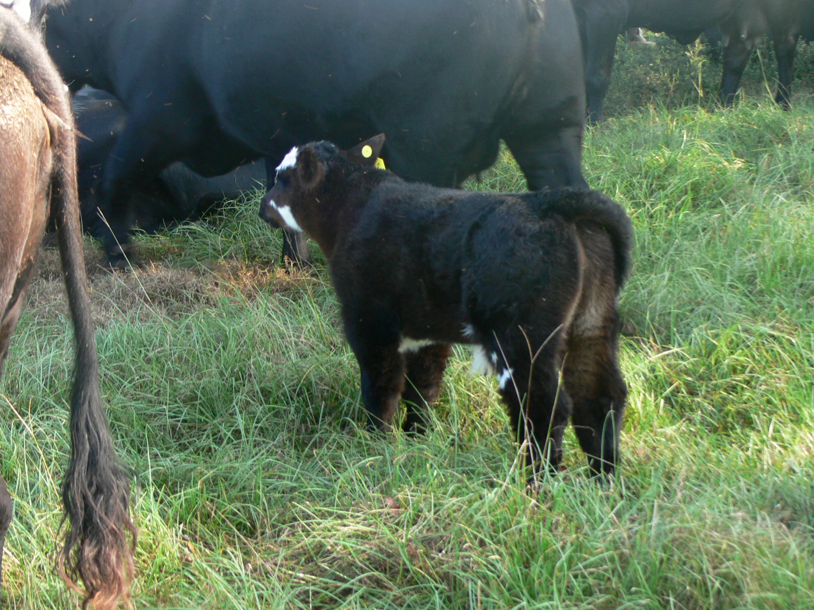 RCC Blog: Fall born Walks Alone Bull