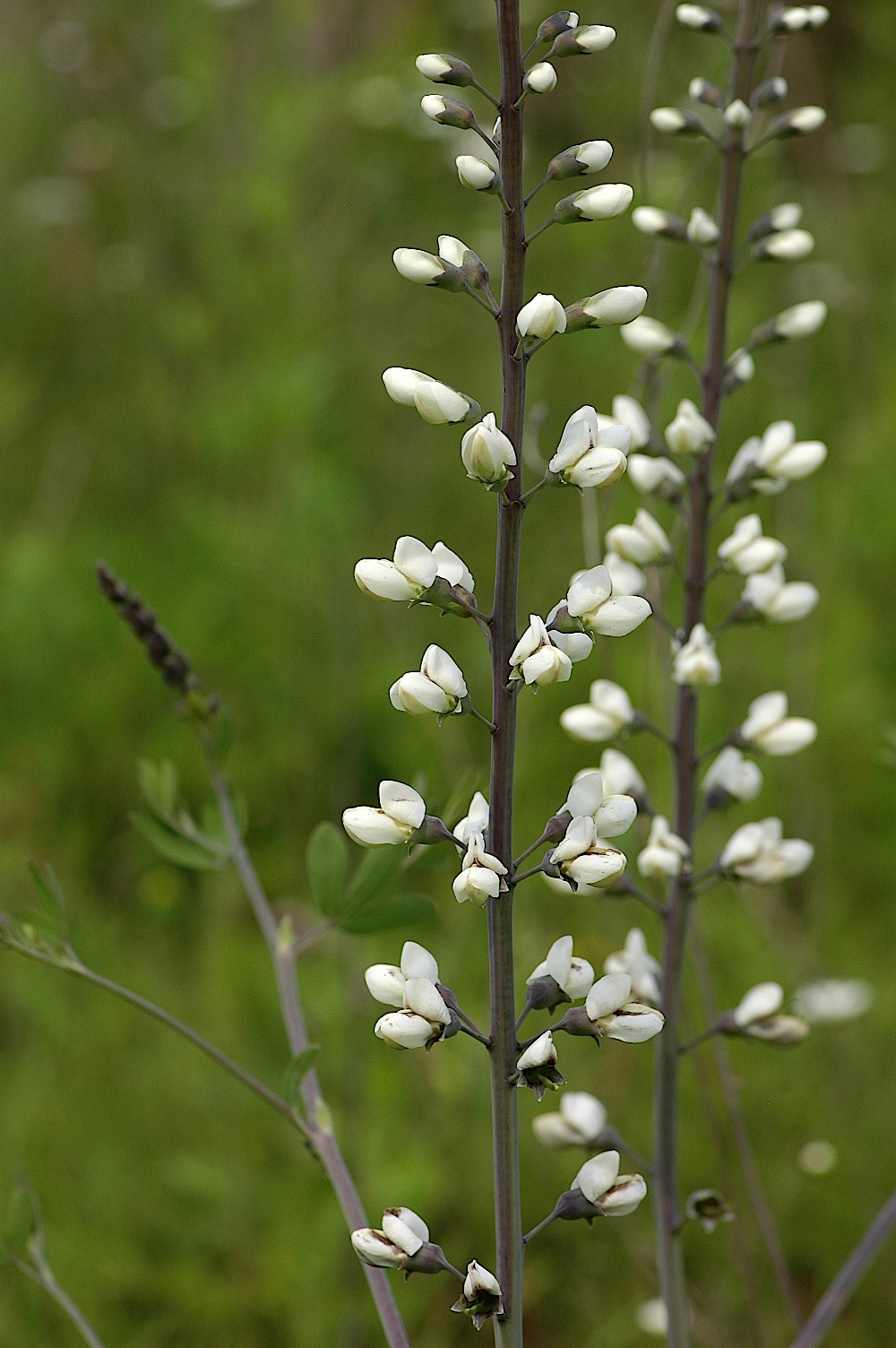 Field Biology in Southeastern Ohio: Prairies Part 3: Species Results