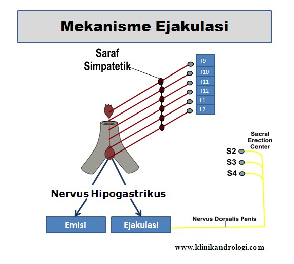 Klinik Andrologi: Mekanisme Ejakulasi