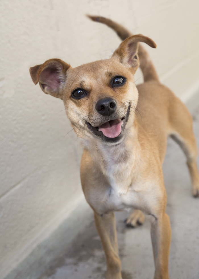 Shelter Dogs of Portland: "ORLANDO" adorable! and athletic too!