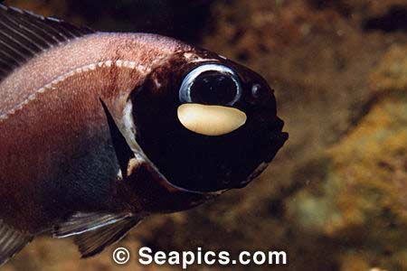 Can't See? Just Use Your Handy Dandy Flashlight Fish! | Outdoors ...