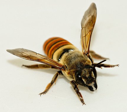 QUOTIDIANO DI VENTURA: Ape Gigante - Evergreen - Mostri di Ventura n.20