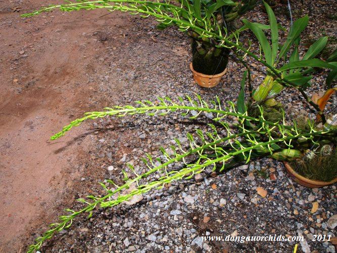 Orchids de Dangau: Get up...and crawling again