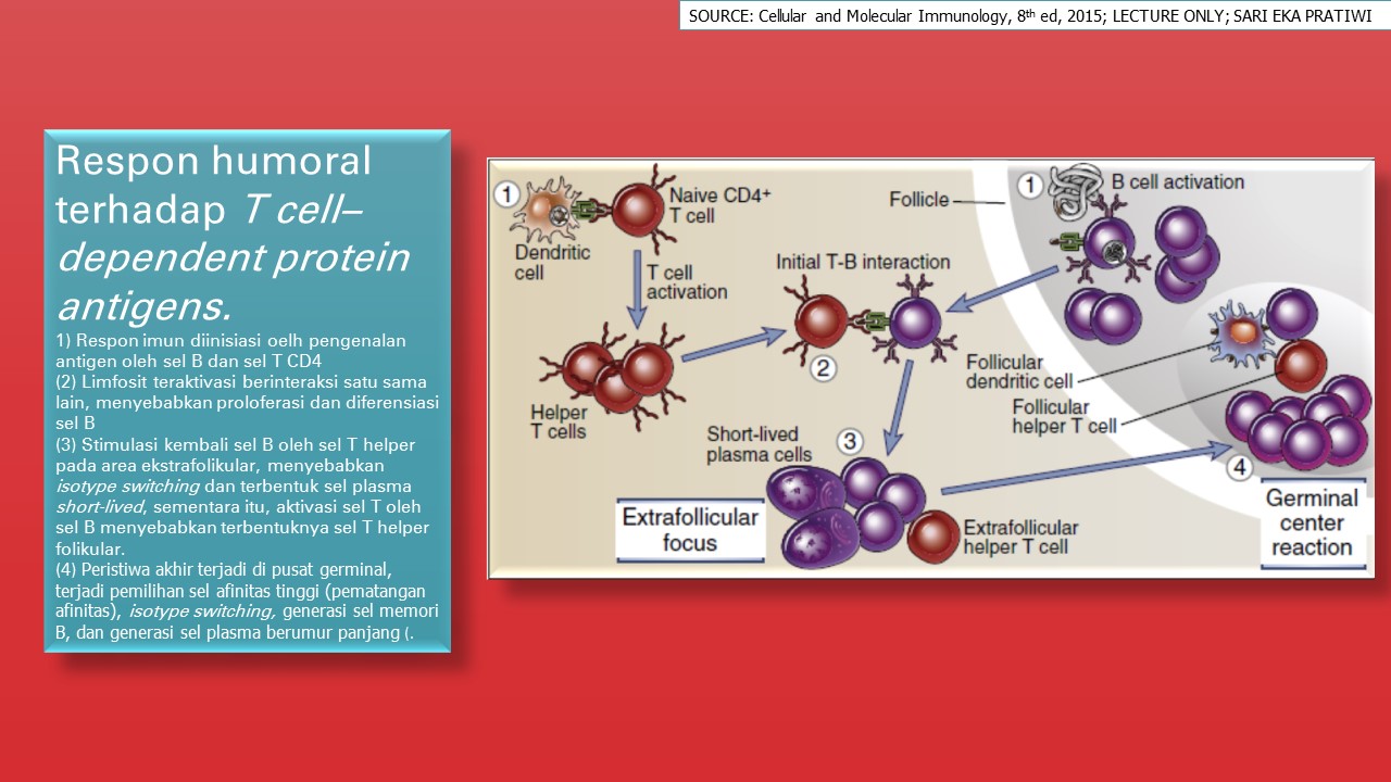 MOLECULAR BIOLOGY AND PATHOBIOLOGY : K-Dasar Imunobiologi