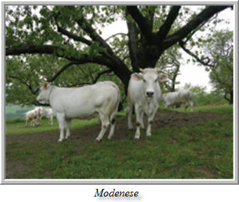 S T R A V A G A N Z A: LOCAL CATTLE BREEDS IN EUROPE