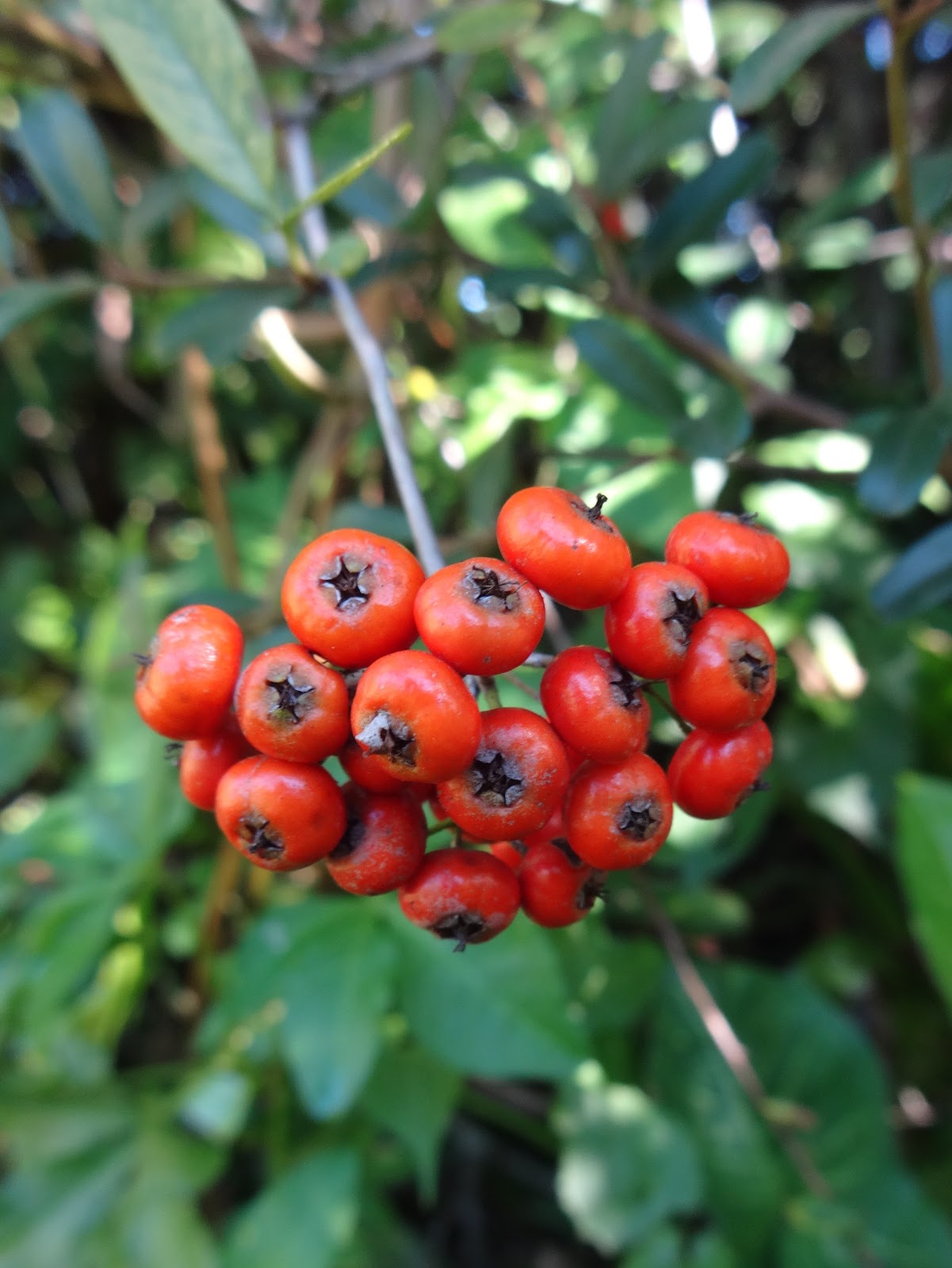 Herbs from Distant Lands: Pyracantha species - Firethorn