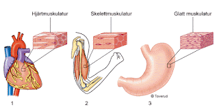 8B Människokroppen: Muskler