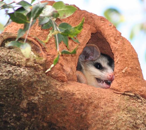 tireotubo: Cassaco, o gambá que vive no Ceará.
