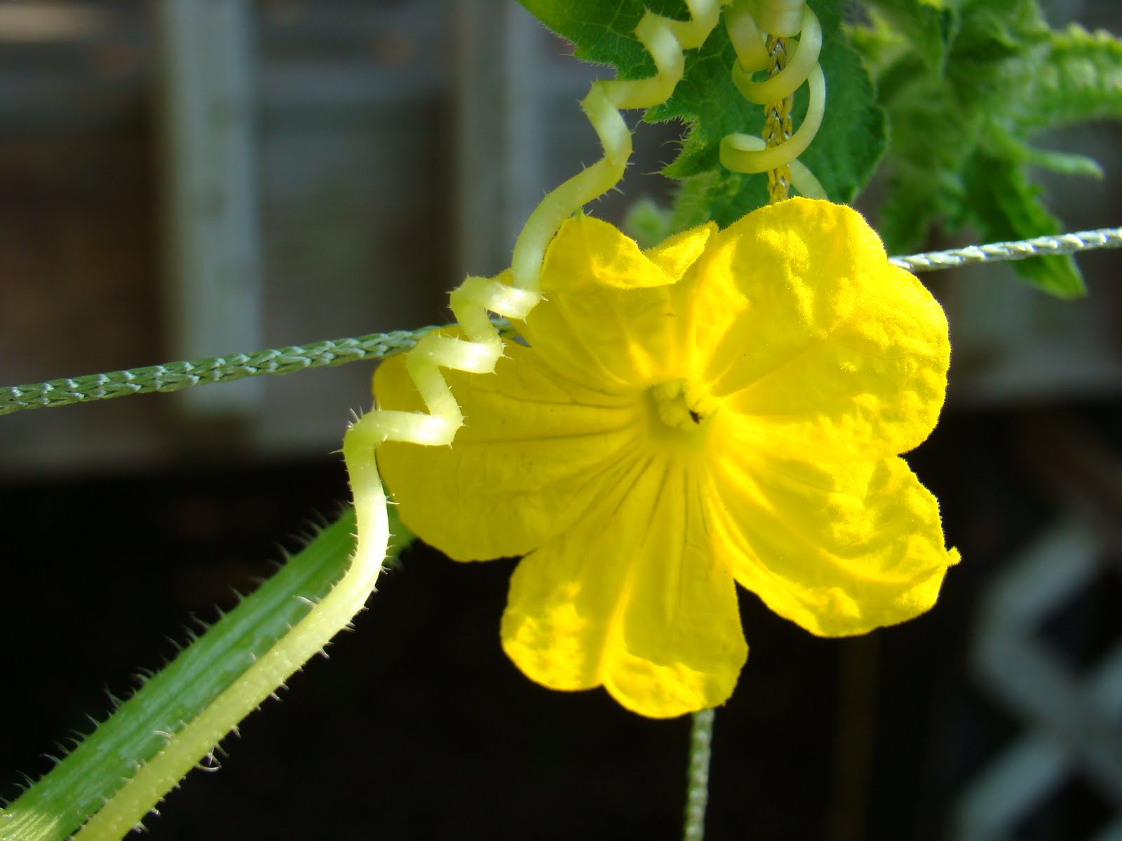 A Midwest Garden: The Promise of Pickles