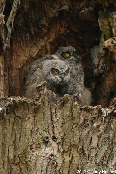Union Bay Watch : The First Sign of Spring