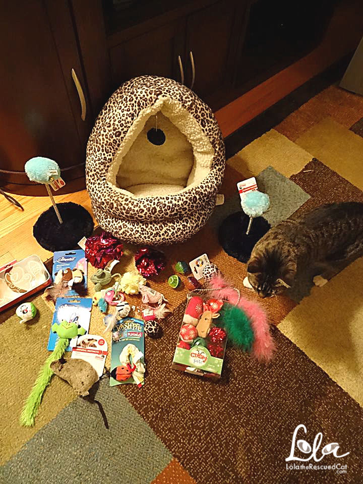 7 Ways to Help a Shelter Cat Without Adopting | Lola The Rescued Cat