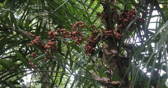 METROGAYO: BUDIDAYA JERNANG