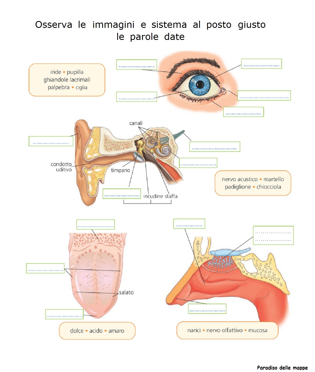 Paradiso delle mappe: Gli organi di senso schema da completare