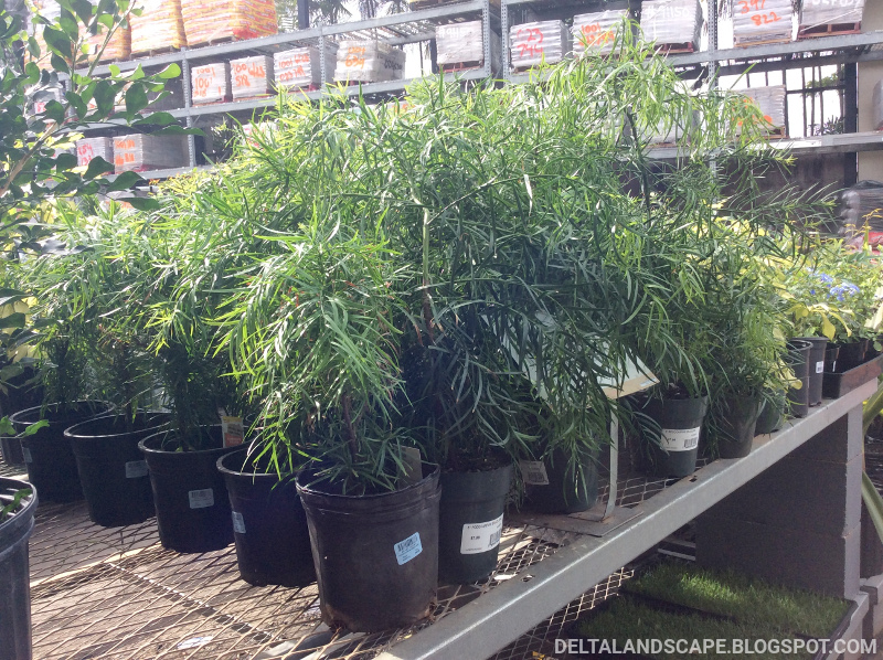 A Changing Landscape: Podocarpus forms