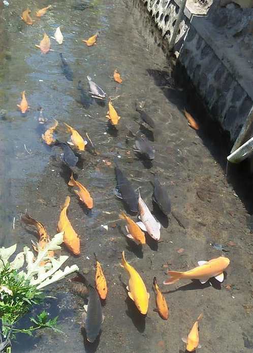 Di Kampung Ikan Kluncing Ada Ikan Warna Warni Dipelihara Dalam Parit Yang Jernih Seperti Di Jepang