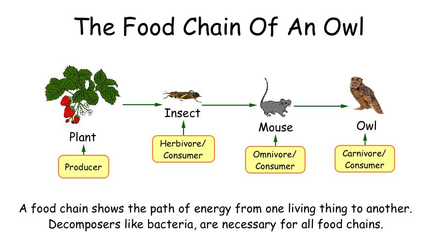 Ms. Toor - Grade 1/2 Agenda: Wednesday, March 12, 2014