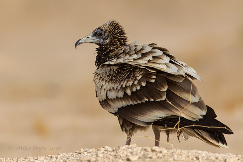 Kuwait Birding: Finally, the anticipated raptor fest
