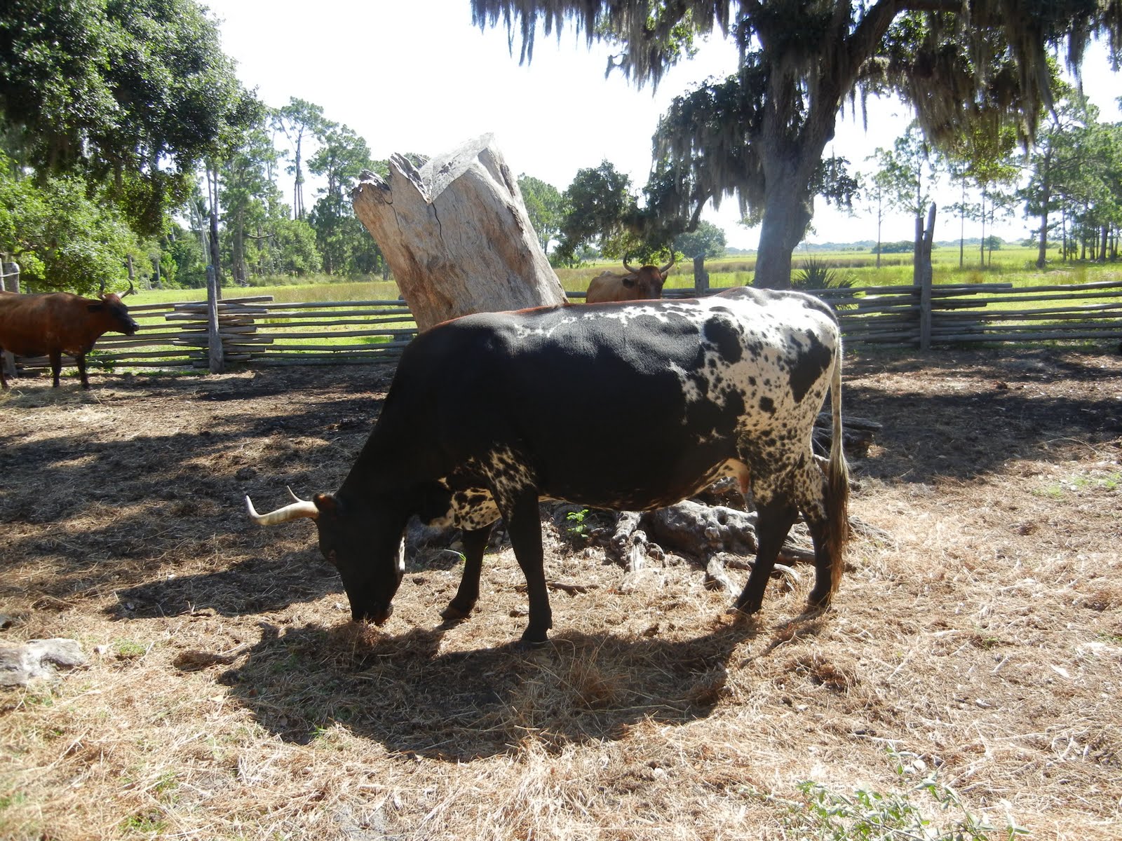 Picture Perfect: Lake Kisssimmee & Florida Cow Camp