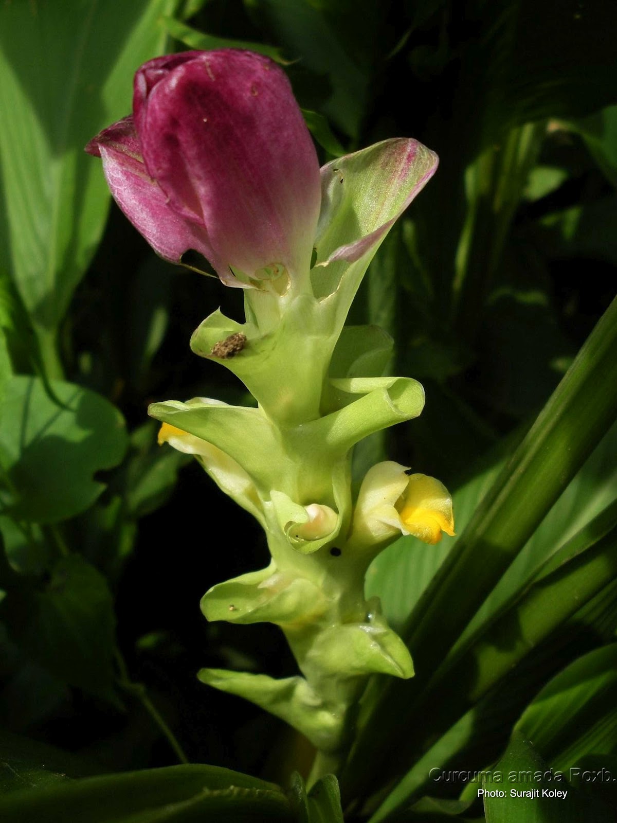 Medicinal Plants: Curcuma amada Mango ginger amragandha maamidi allam