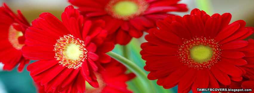 My India FB Covers: Red flower - Flower FB Cover