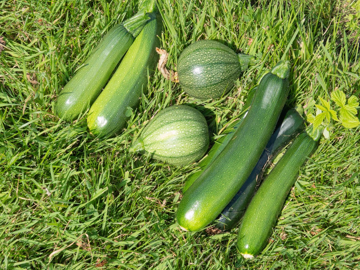 Our Plot at Green Lane Allotments: Too hot for the plot