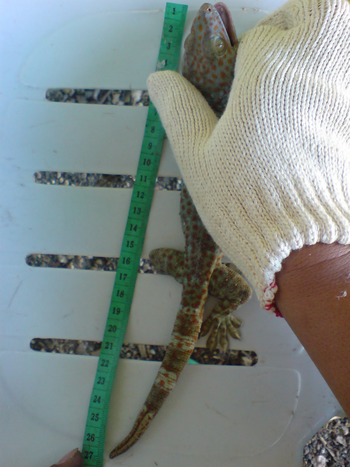 GECKO OR TUKO: gecko or tuko for sale