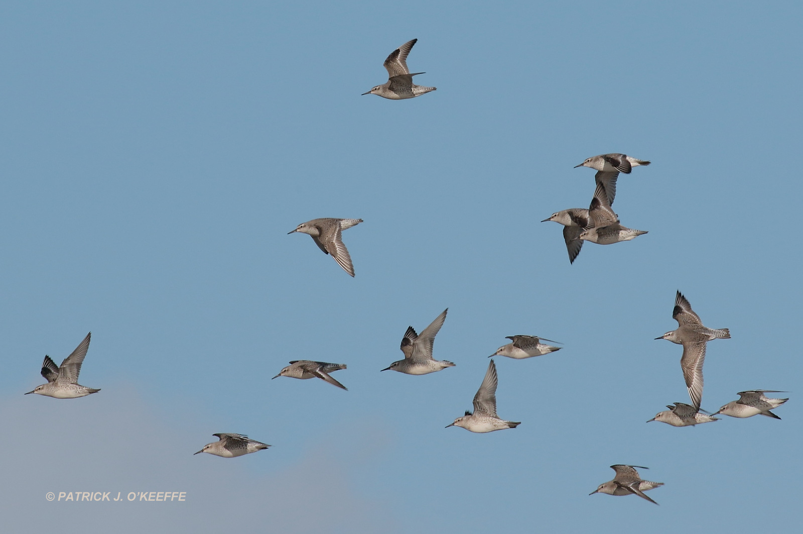 Raw Birds: Red Knot