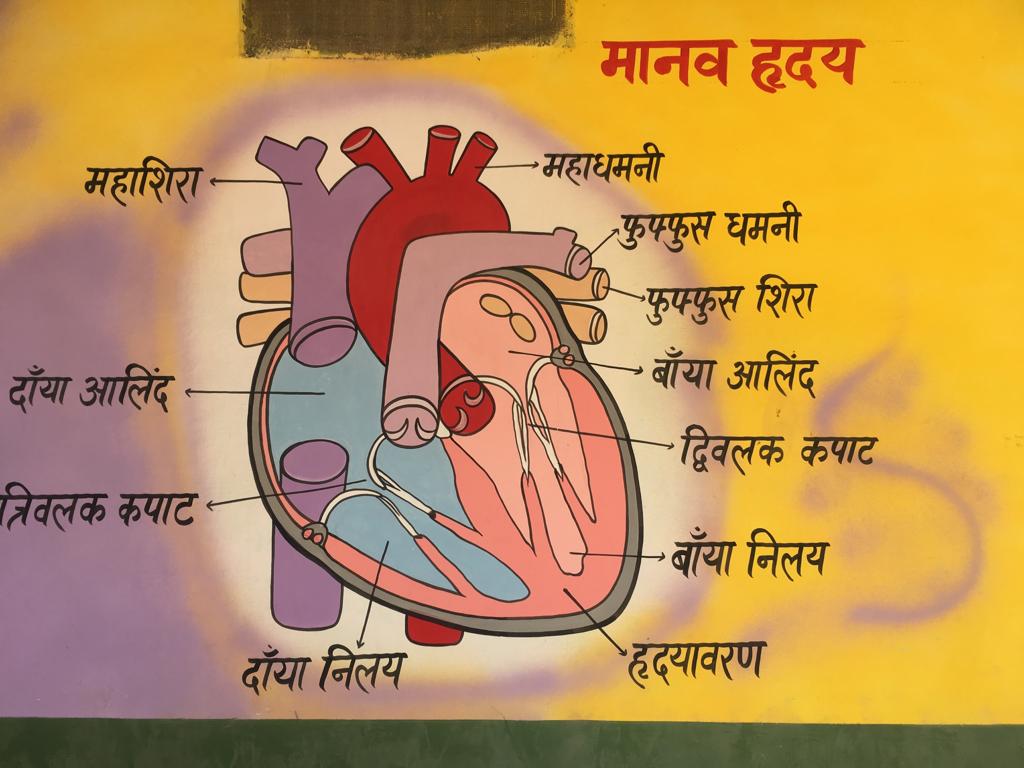 Human Heart Diagram Hindi Human Heart Diagram Hindi