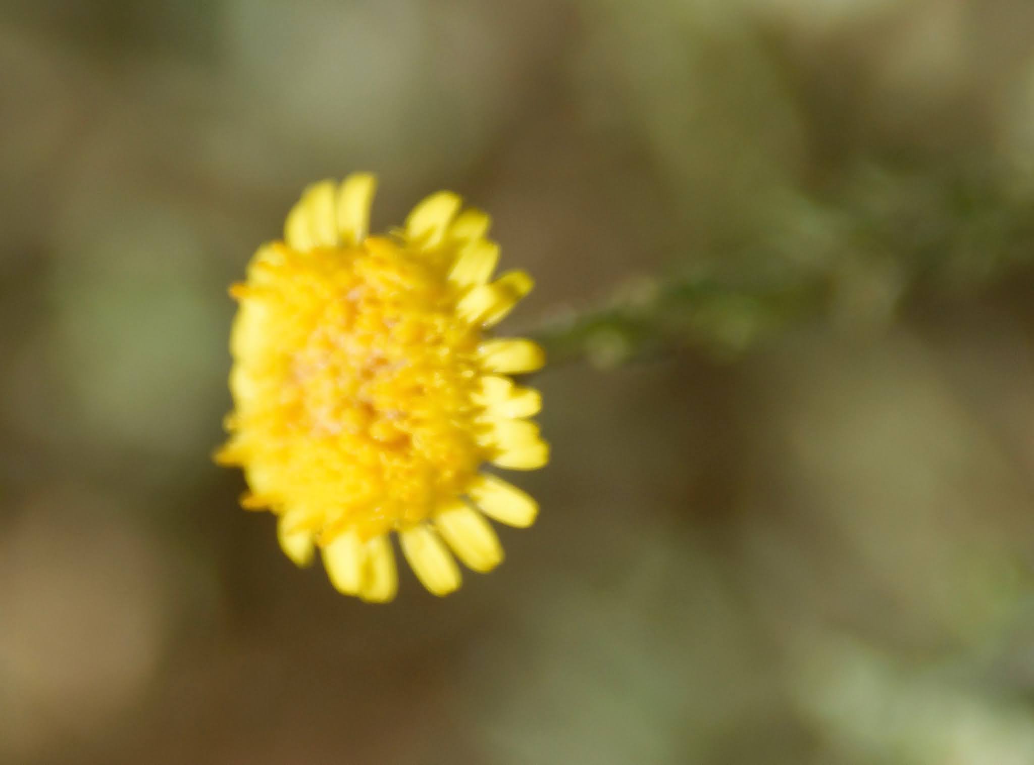 HERBIER: Pulicaria undulata subsp. undulata