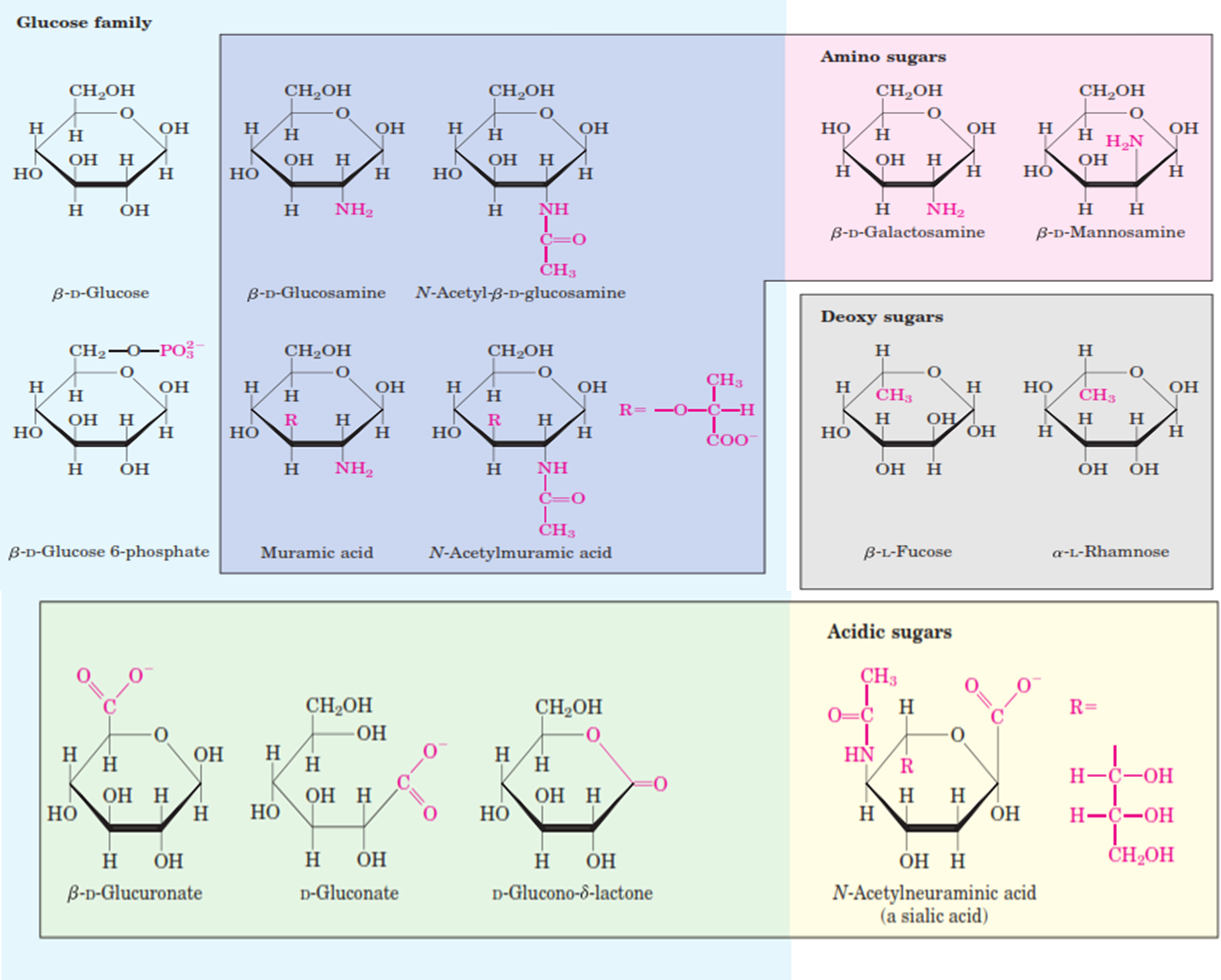 LET'S LEARN PLANTS: Carbohydrate biochemistry (Part I)