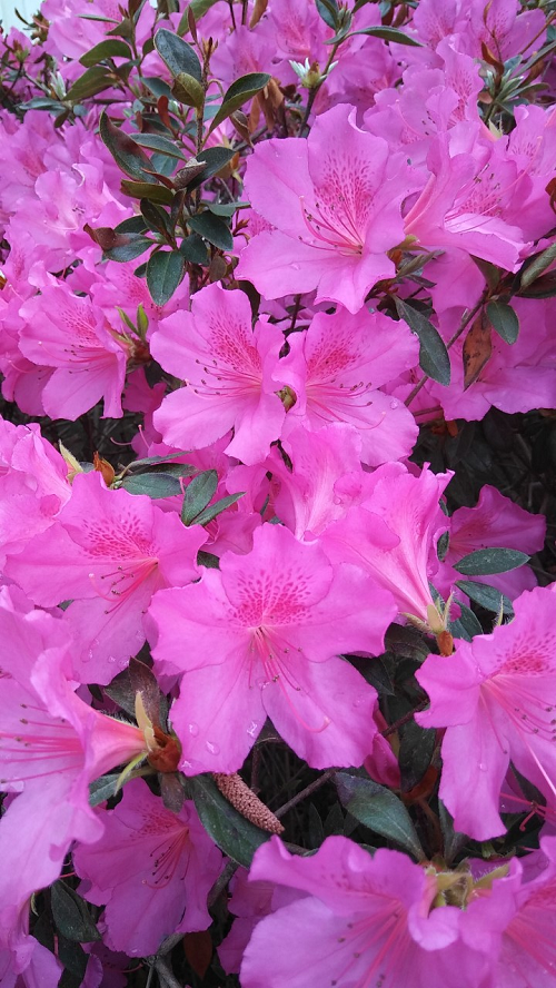 The Rainbow Before Evening : Rediscovering of Rare Blue Bee in Florida ...