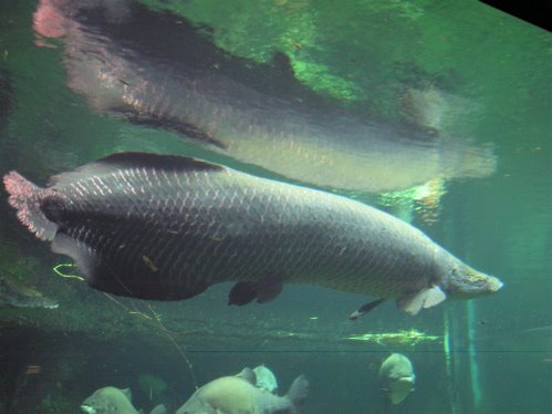Arapaima ~ Aquatic Animals