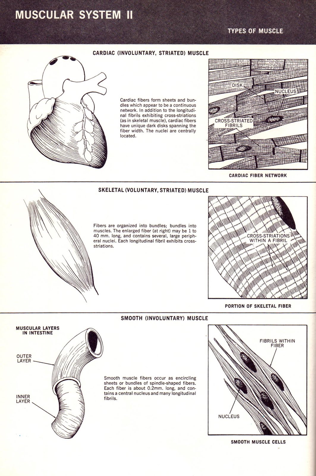 Education4all: Muscular system