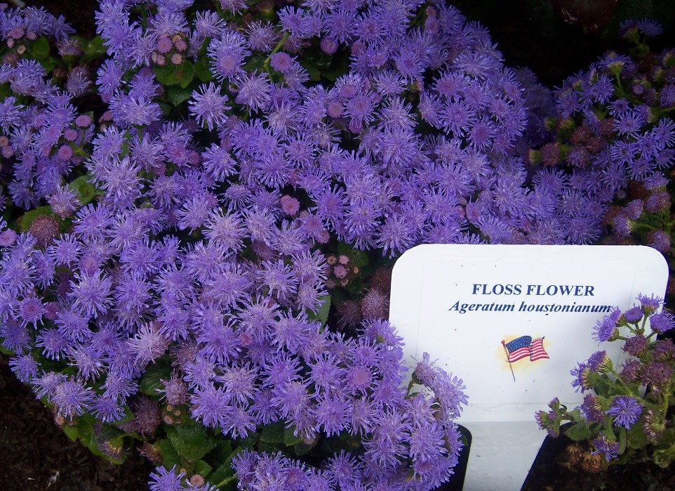 The 2 Minute Gardener: Photo - Floss Flower (Ageratum houstonianum)