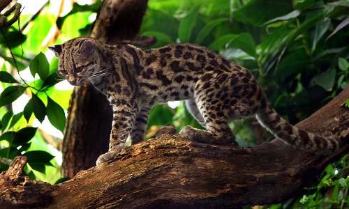 Animales en Peligro de Extinción : TIGRILLO leopardus Wiedii