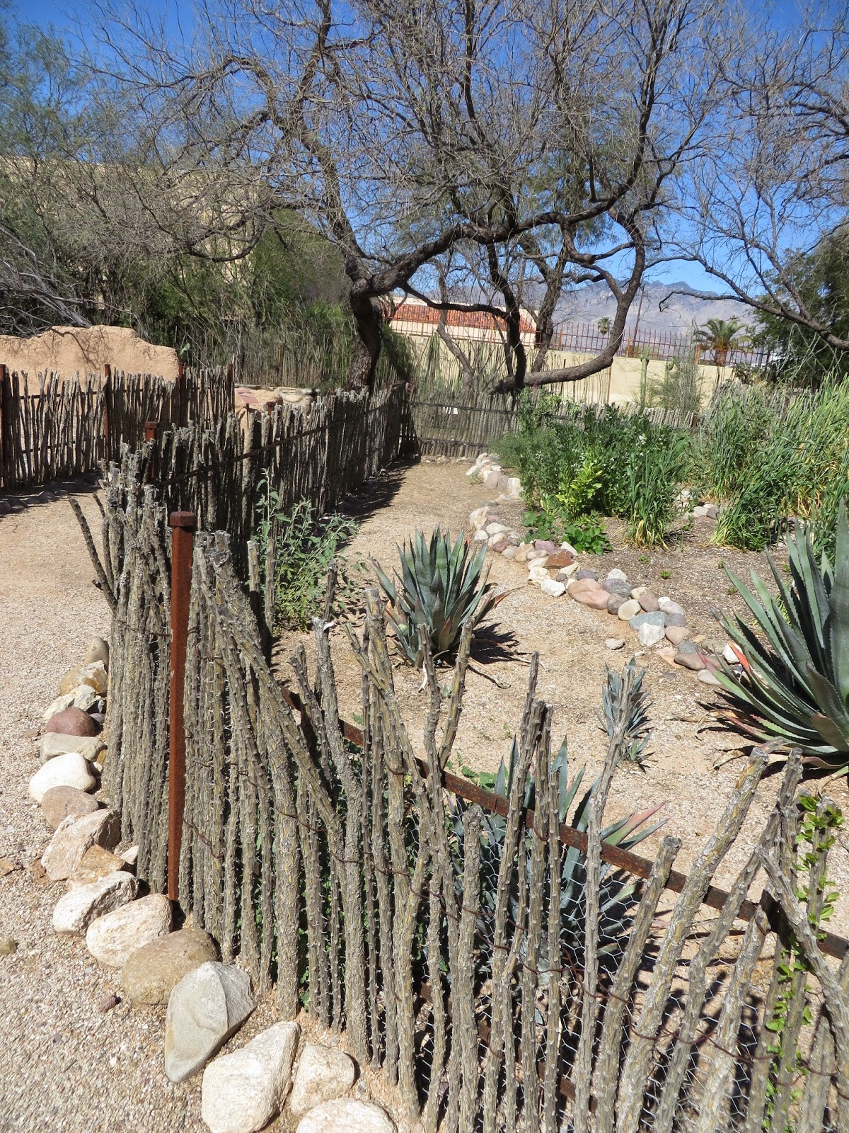Ever Ready: Tucson Botanical Gardens