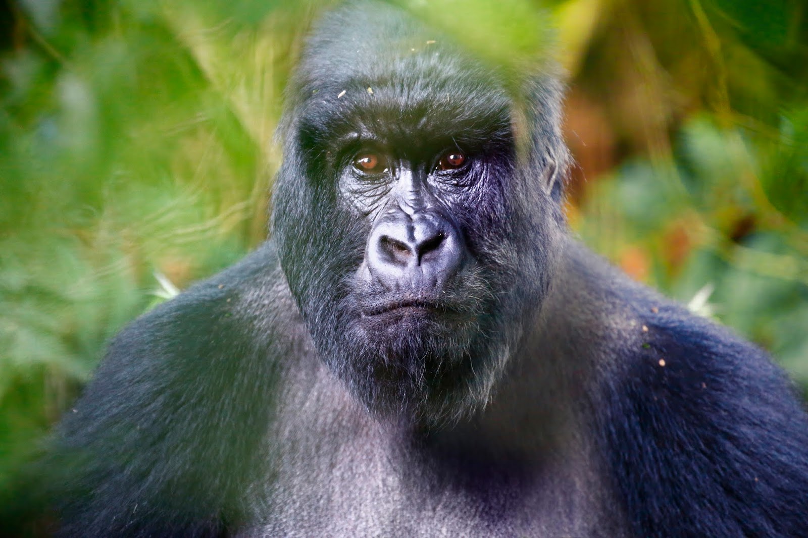 Great Apes Species
