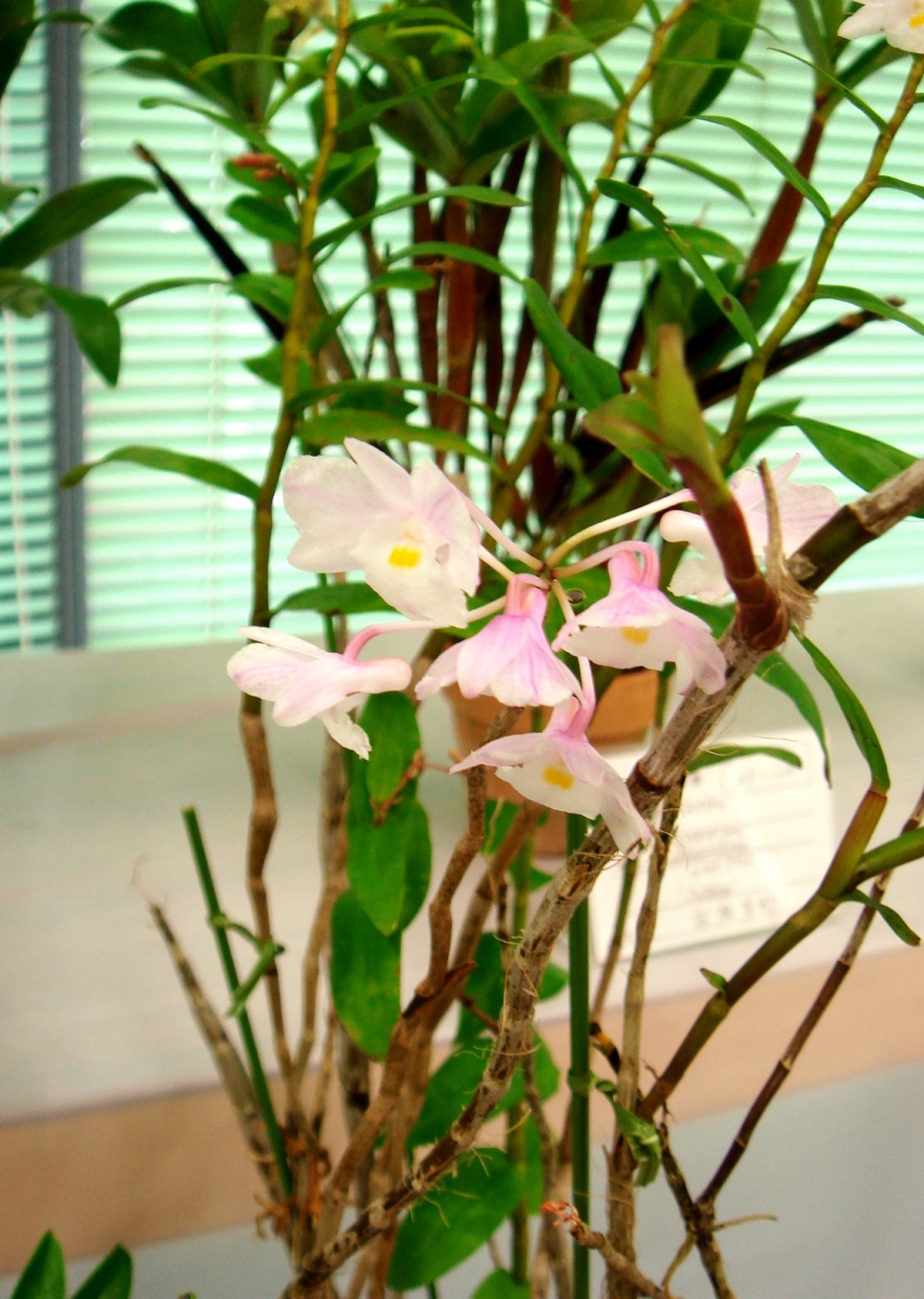 Dendrobium mutabile care and culture | Travaldo's blog