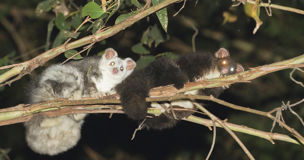 Mamíferos y marsupiales mammals of the earth: Planeador grande ...