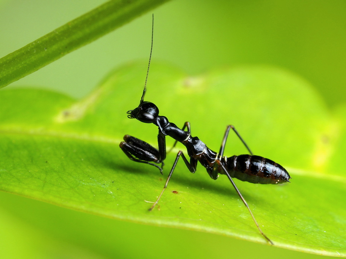 ROBIN WONG : Short Insect Macro Shooting Session