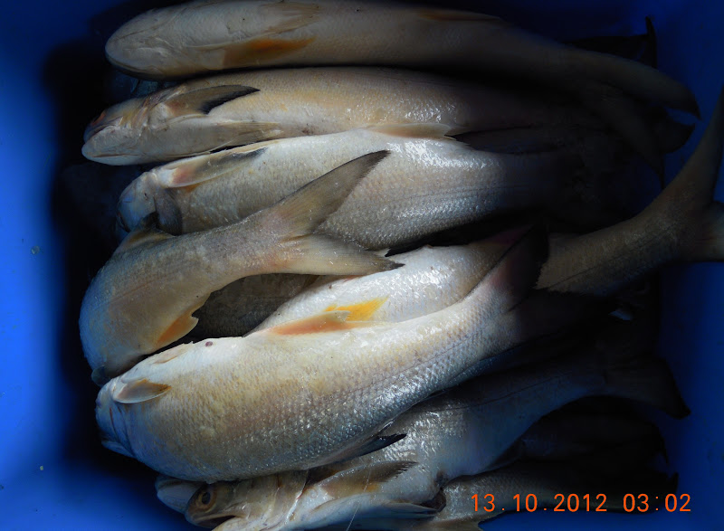 lizjournal ...: Mari Mengenal Ikan - Jeram