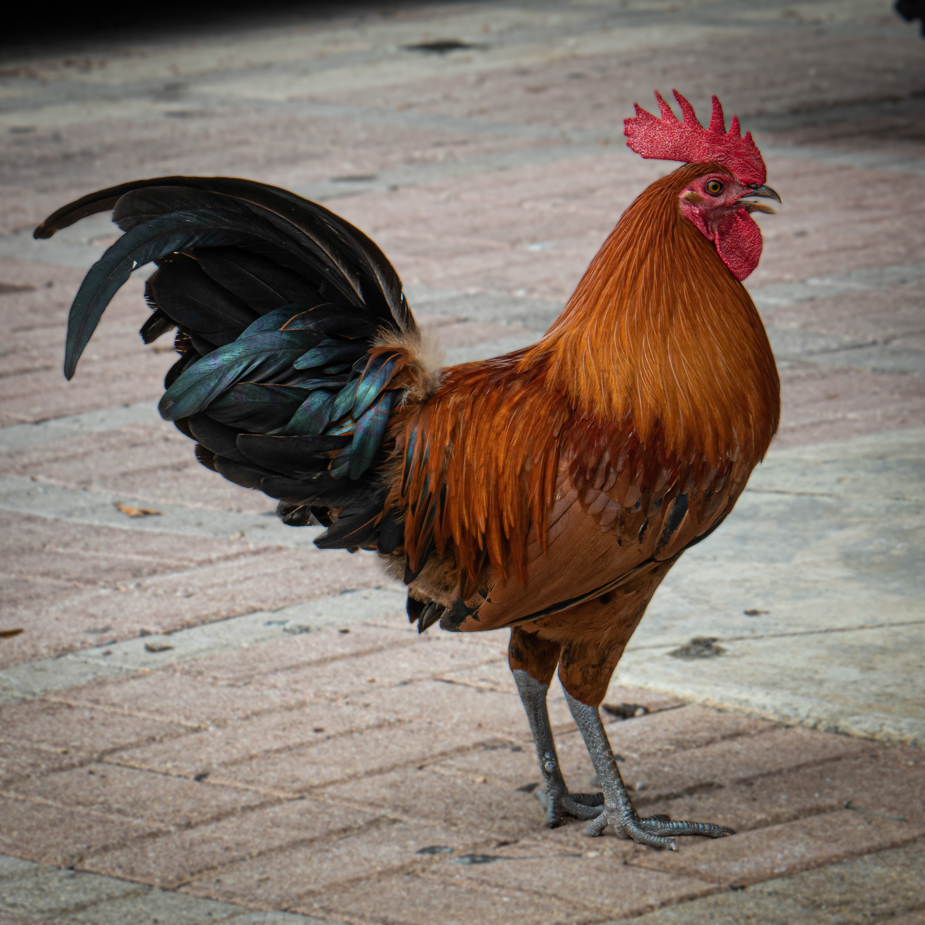 Key West Roosters