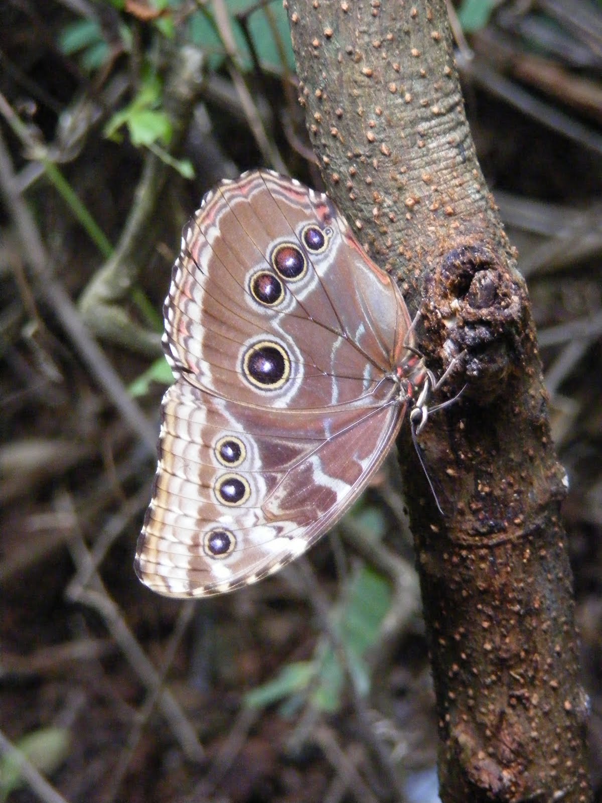 Caterpillar of the day: Morpho sp. | Caterpillar Eyespots