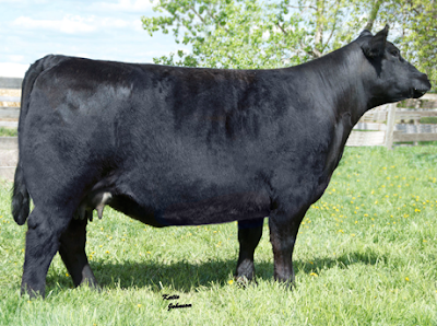 DIAMOND G CATTLE CO.: Donors
