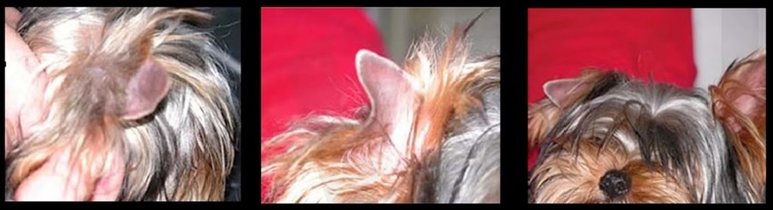 Yorkshire terrier: Orejas caídas