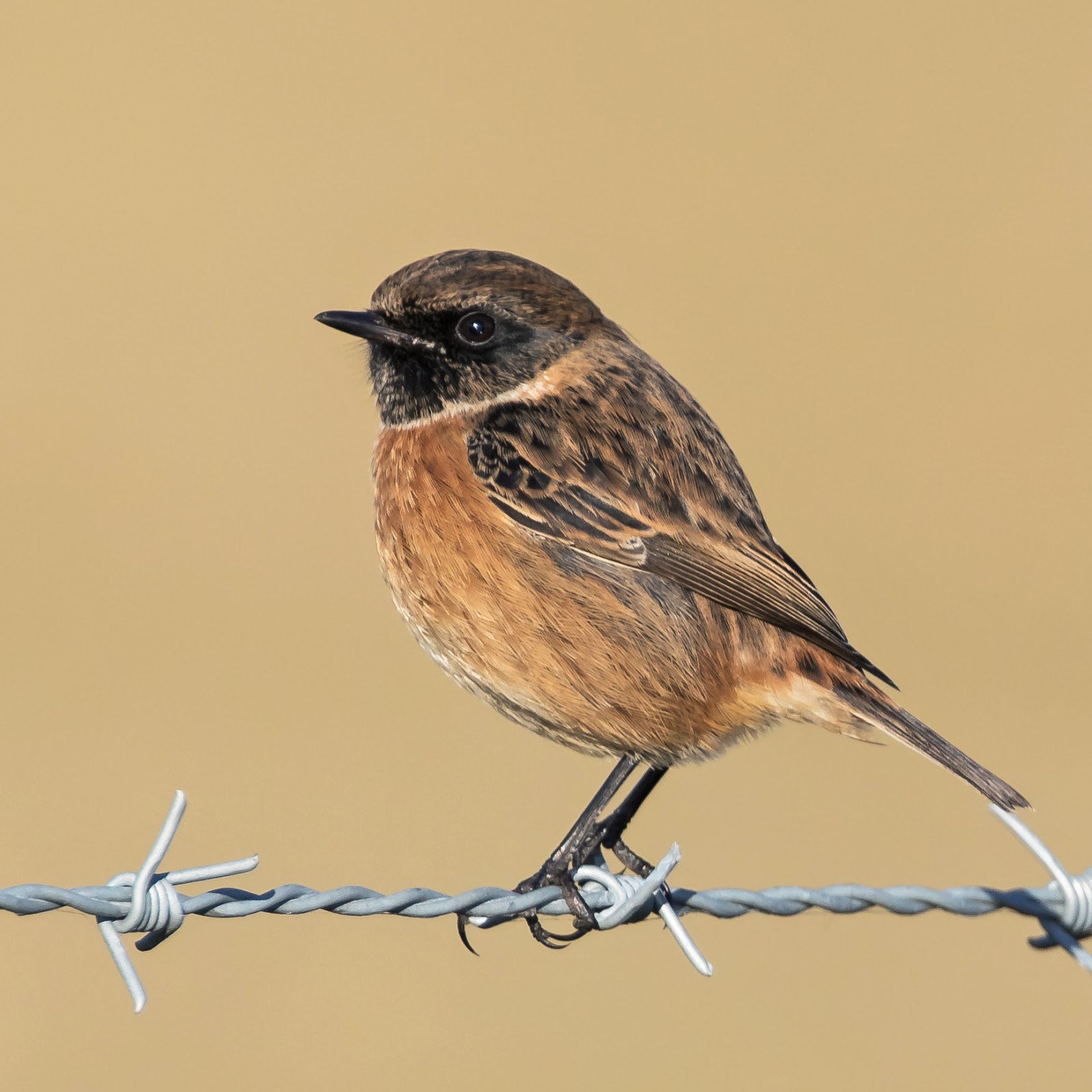 PETER'S PORTFOLIO..............Bird & Wildlife Photography: Stonechat